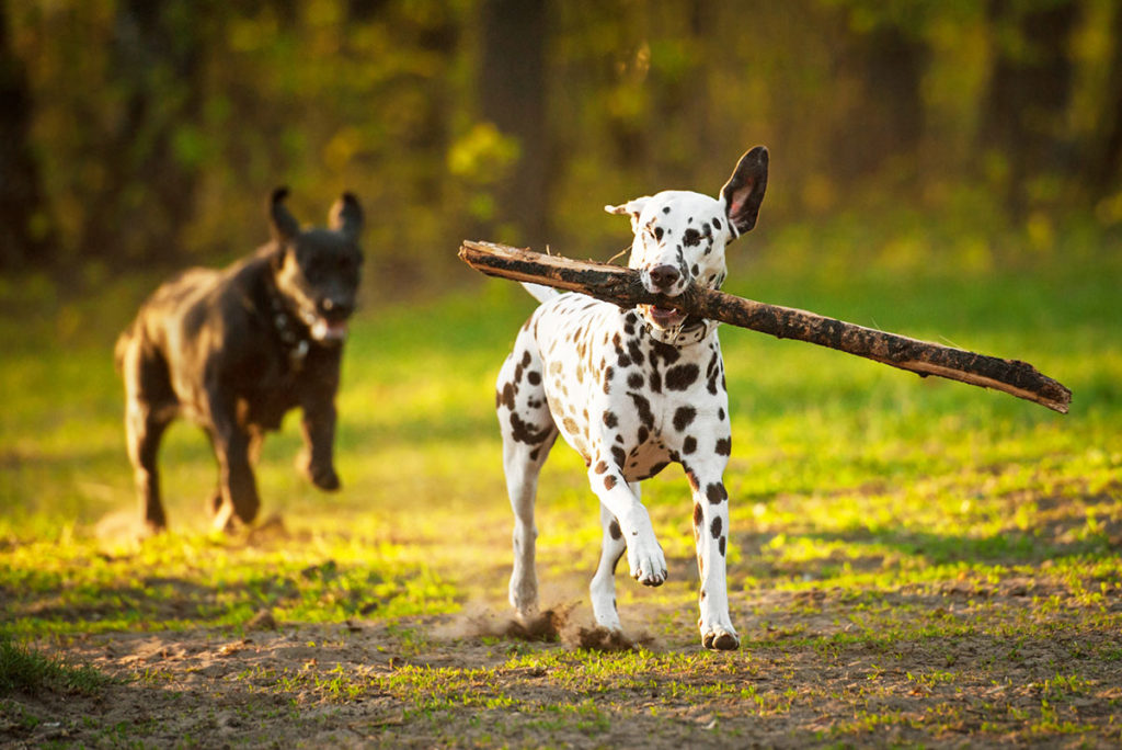 Proheart Injections | Mobile, AL | Wesson Animal Clinic